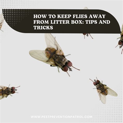 Small Flying Bugs In Litter Box At Thomas Reiser Blog