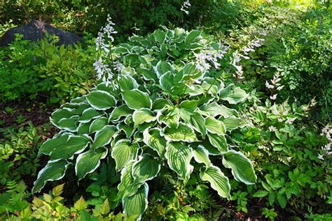 향긋한 질경이 백합 또는 8월 백합인 Hosta Plantaginea는 아스파라거스과에 속하는 꽃 피는 식물의 일종입니다 꽃이