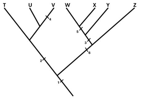 Inverts Final Practice Questions Flashcards Quizlet