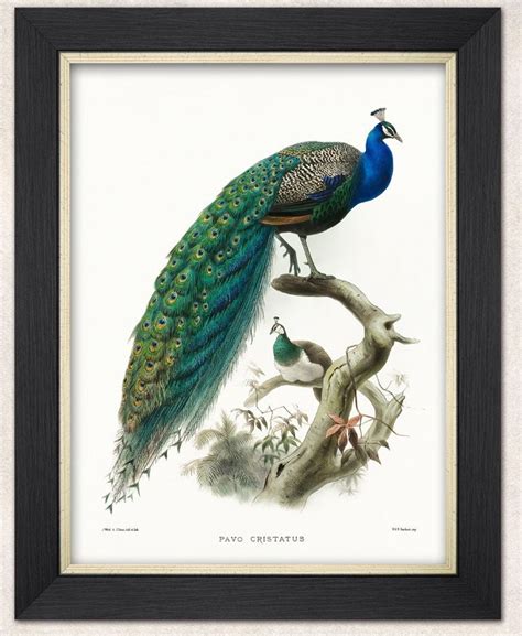 Peacock Print Art Deco French Peacock Sitting On The Branches