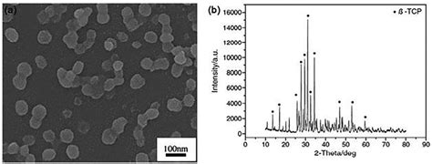 A Sem Micrographs Of β Tcp B Xrd Pattern Of β Tcp 73