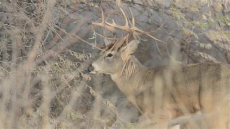 Reward Offered In Connection With Illegally Killed Doe Deer
