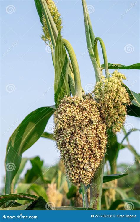 Sorghum Bicolor Commonly Called Sorghum And Also Known As Great Millet