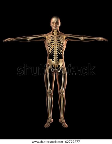 T Pose Skeleton Over 350 Royalty Free Licensable Stock Illustrations