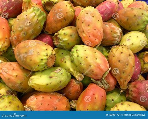 Prickly Pear Exotic Fruit From America Stock Image Image Of Food