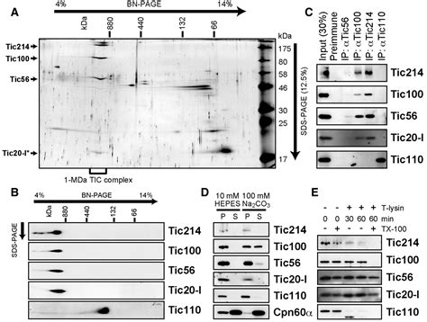Envelope Membrane Chloroplast