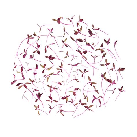 Koppert Cress Micro Amaranth Boxncase