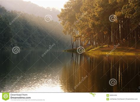 Landscape Of Lake Reflection Of Tree In A Lake Stock Image Image Of Natural Mist