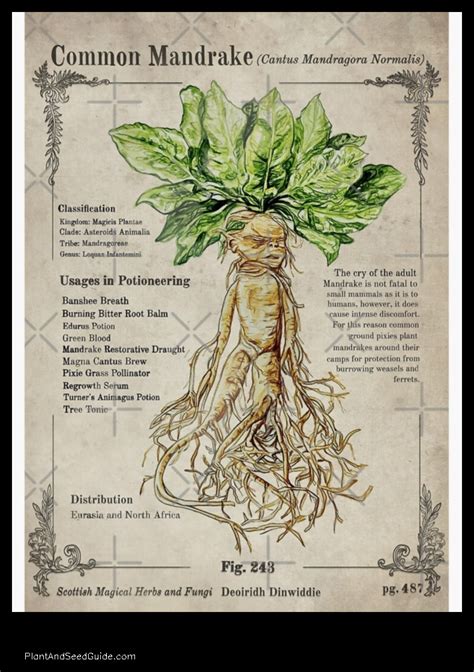 A Magical Herb For Many Potions The Mandrake Root Plant And Seed Guide