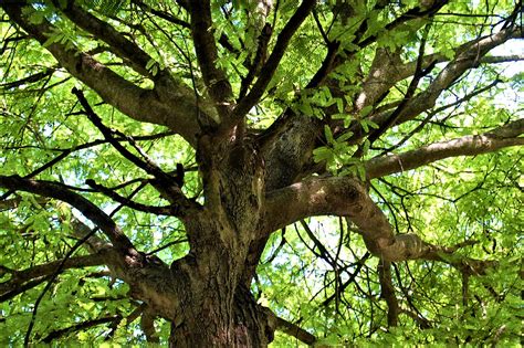 Tree With Branches