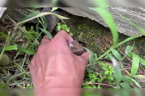 从蛋孵出来的麻雀养了9天它就想着飞走 麻雀