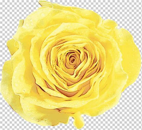 Rosas de jardín Acuarela Pintura Tinta húmeda Flor Amarillo