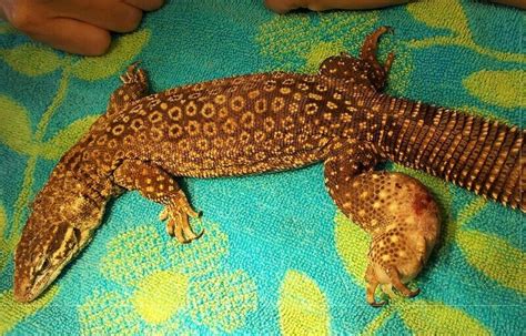Hindlimb Abscess Lizard In Reptiles Vetlexicon