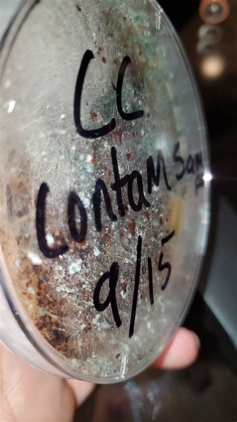 North Spore Coco Coir Contamination Sample Rshroomers
