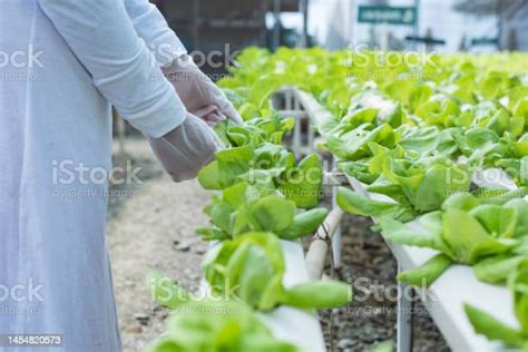 유기 수경법 채소 농장에서 일하는 여성 농부 손 수경법 채소밭 소유자 온실 재배 플롯에서 채소의 품질 검사 소규모 식품 생산