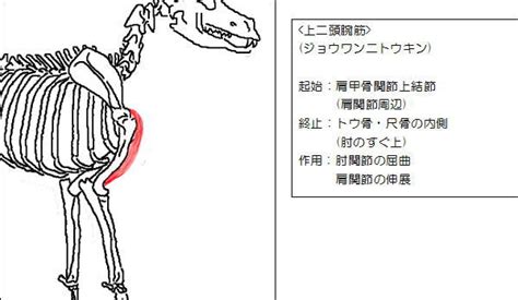 肘関節の動きに関わる筋肉 犬の整体 研究所