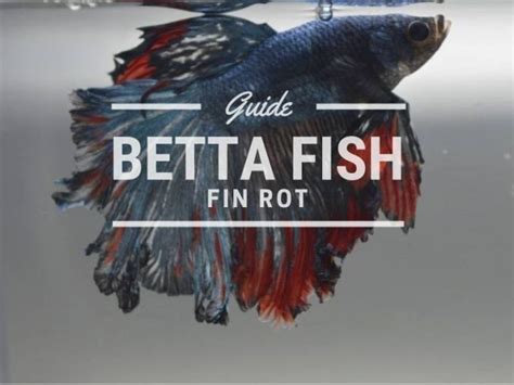 50 Betta Fish Tank Mates Compatibility List Fishkeeping World