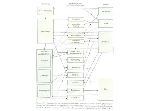 Lecture 4 Hormones And Behaviour