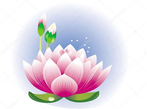 Lotus Flower — Stock Vector © Wikki33 2528106