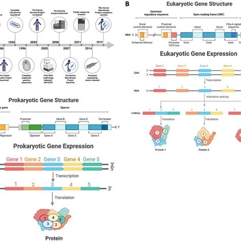 A A Timeline Overview Of DNA Sequencing Events And Development Of