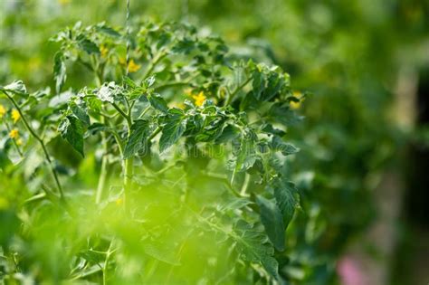 Cultivating Tomato Plants In A Greenhouse In Summer Season Growing Own