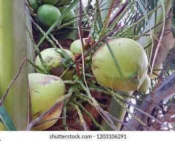 Coconut Fruit On Tree Stock Photo Shutterstock