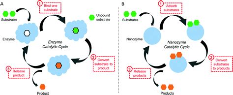 Catalytic Enzyme Cycle At James Daulton Blog