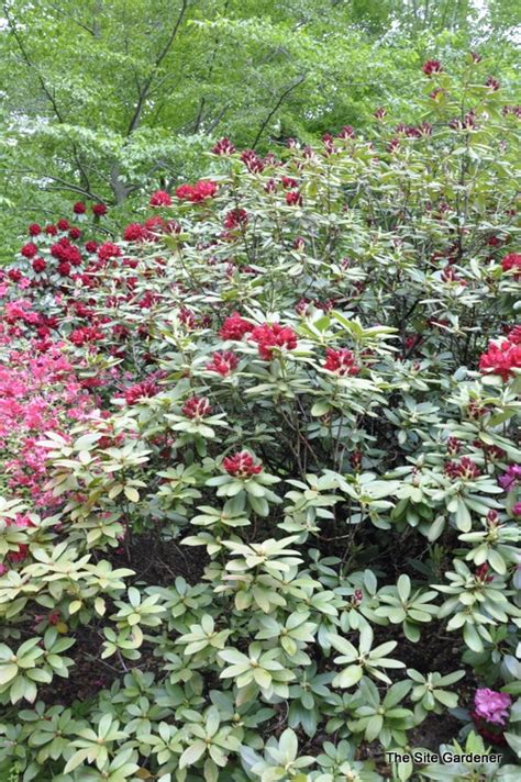 Rhododendron Francesca The Site Gardener
