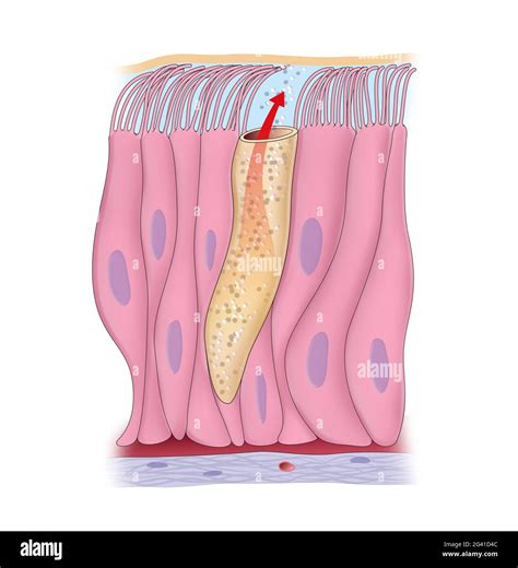 Pseudostratified Ciliated Columnar Epithelium