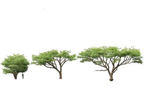 Vachellia Tortilis Umbrella Thorn Acacia 3d Model By 3dgardenplants
