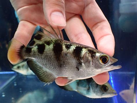 Yahooオークション 【淡水魚】【通販】大きめ 純淡水管理 アーチャ