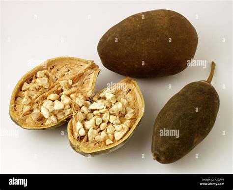 Baobab samen -Fotos und -Bildmaterial in hoher Auflösung – Alamy