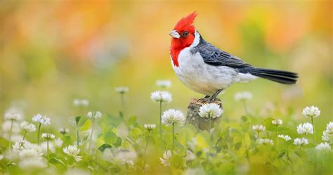 Bird 4k Wallpapers Top Free Bird 4k Backgrounds Wallpaperaccess