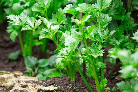 What Does Celery Look Like Growing