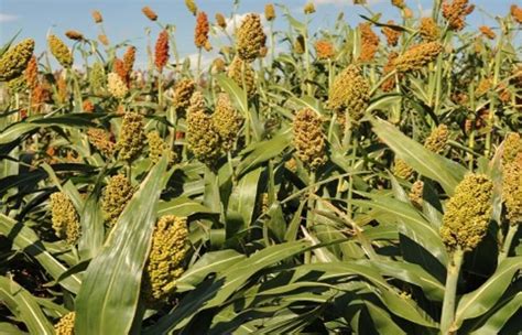 Improved Varieties Of Crops In Maharashtraमहाराष्ट्रातील पिकांच्या