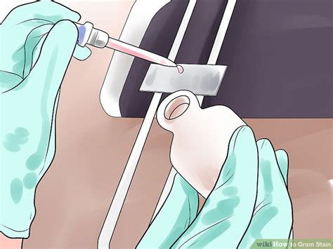 How To Gram Stain With Pictures WikiHow
