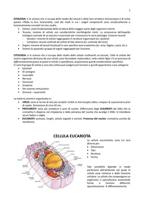 Appunti E Slide Di Istologia Slide Di Istologia Docsity