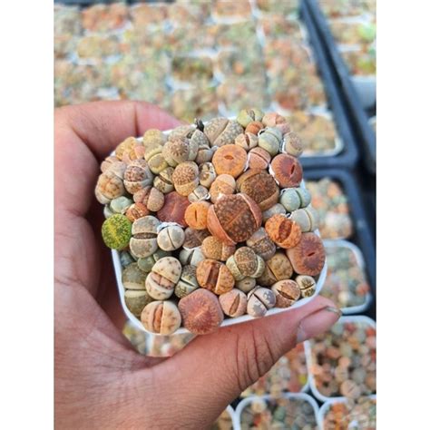 多肉植物石頭玉磚的價格推薦 2023年11月 比價比個夠biggo