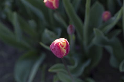 꽃 튤립 배경입니다 봄 또는 여름에 햇빛 풍경 아래 빨간 튤립의 아름 다운 보기 0명에 대한 스톡 사진 및 기타 이미지 0명