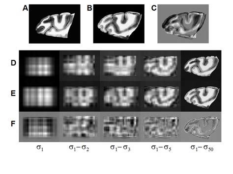 3 dynamic svd spatial filtering panels a b and c show the template