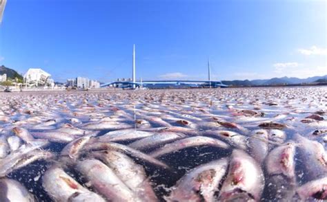악취가 마스크 뚫는다200t 정어리 떼죽음 원인 오리무중 르포 네이트 뉴스