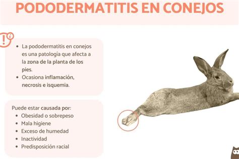 Cómo Curar La Pododermatitis En Conejos Consejos Eficaces Y Prácticos