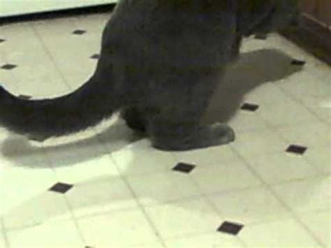Homer The Blind Cat Playing With His Toy Youtube