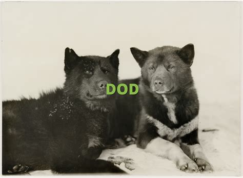Dod Meaning