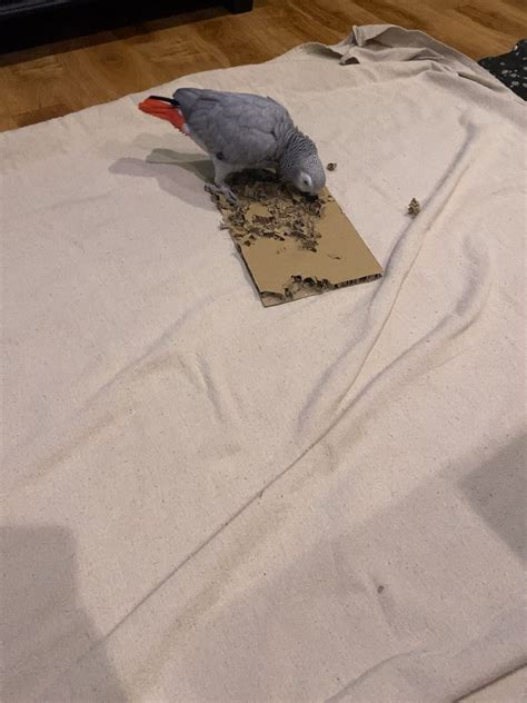 Rev It Up Ruby Rafricangrey