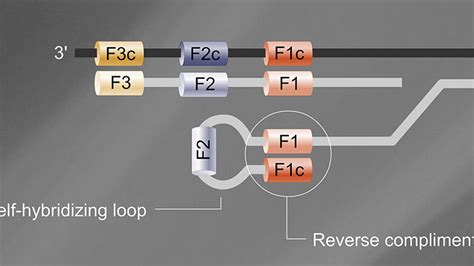 Loop Mediated Isothermal Amplification Neb