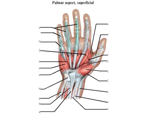 Palmar Aspect Superficial Quiz