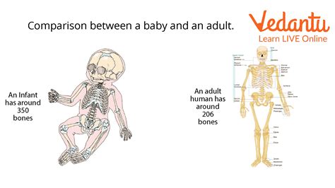 Facts About Bones In Babies Learn And Solve Questions