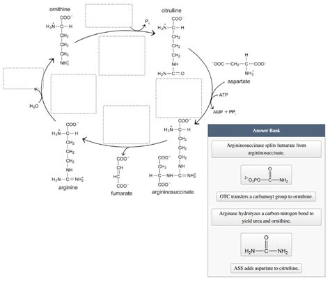 Solved Label The Steps Of The Urea Cycle Shown In The
