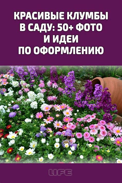Сад-огород | Клумбы, Уличные растения, Растения